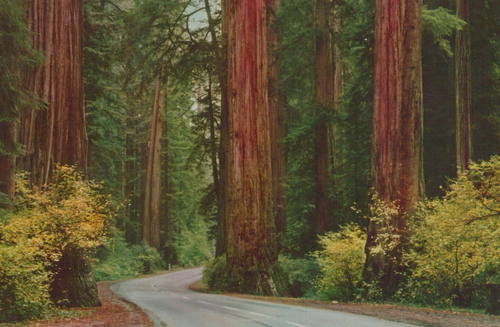 Autumn Colors of Giant Redwood Forest Trees California Chrome Vintage ...