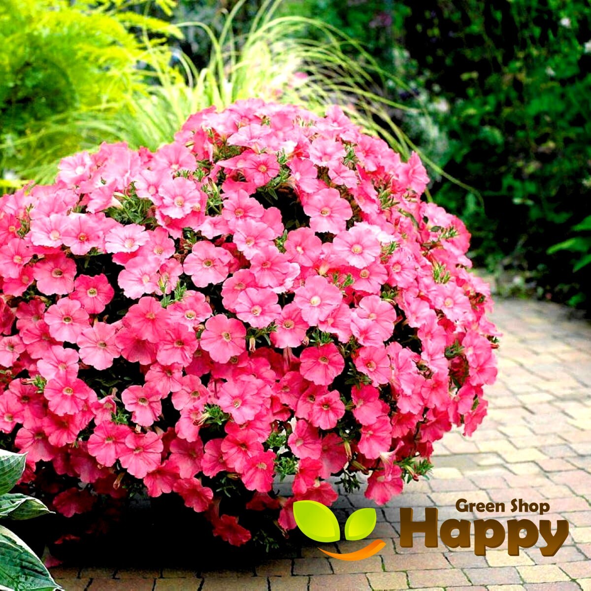 PETUNIA ROSE OF HEAVEN - 800 SEEDS - DWARF MULTIFLORA SERIES FLOWER | eBay