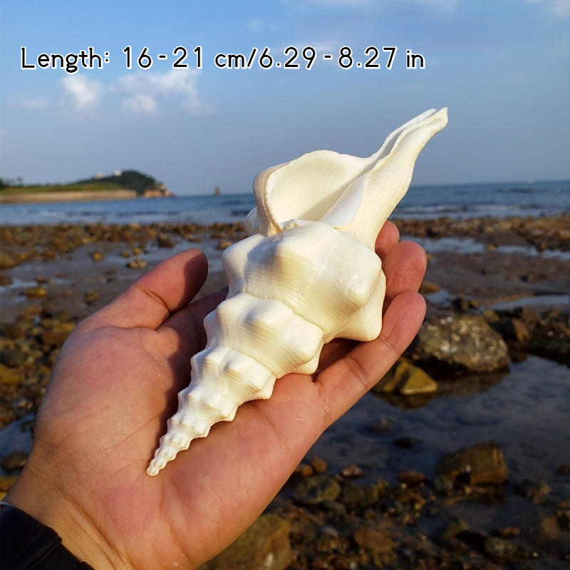 16-21CM DIY Natural Conch Shells Coral Sea Snail Fish Tank Aquarium ...