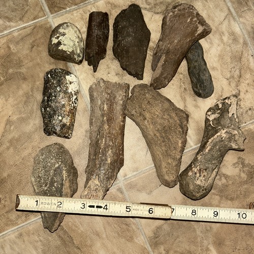 10 Ice Age Large Fossilized Mammal Bones Pleistocene Era, Omsk Siberia ...