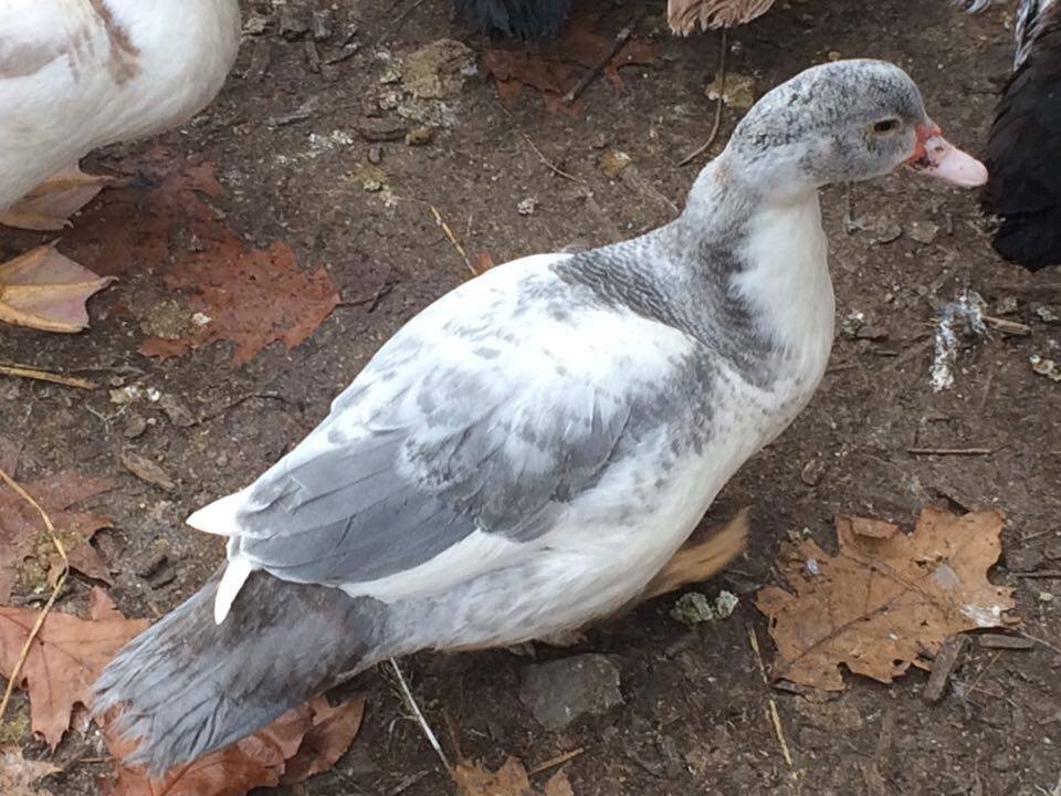 6 Beautiful MUSCOVY Blue Lavender Wh Duck Hatching Eggs FERTILITY NOT ...