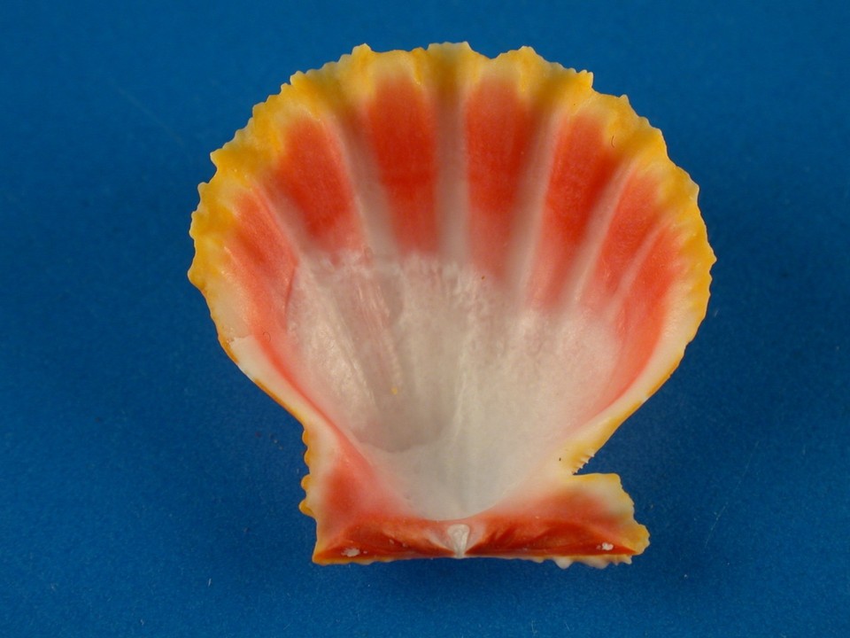 Pecten langfordi, Sunrise Half #3, Jewelry, Hawaii Shell | eBay UK