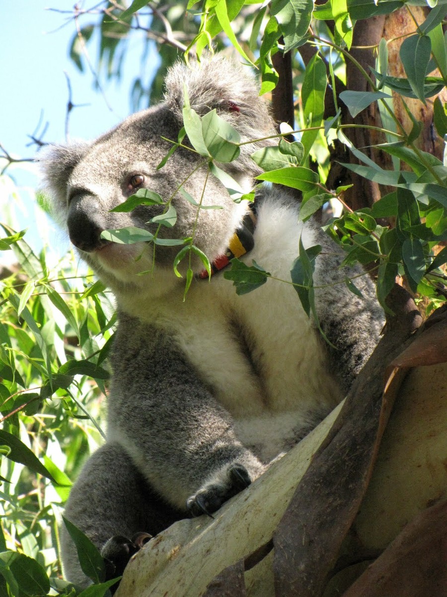 Koalas Eating Eucalyptus Tree