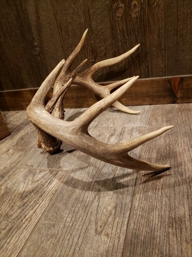 whitetail deer antlers 10 point buck! TAXIDERMY WEDDING DECOR SHEDS | eBay