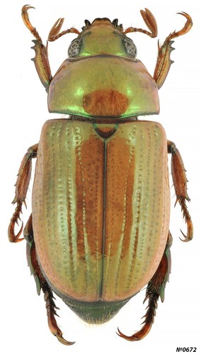 Coleoptera Rutelinae Pelidnota sp. Peru 15mm | eBay