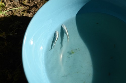 15+5 Miyuki Japanese Rice Fish/Medaka Eggs | eBay