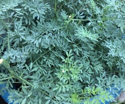 DRY RUE RUDA SECA PLANTA YERBA HIERBA religion yoruba ifa santeria | eBay