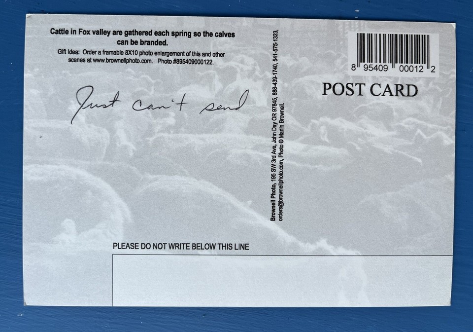 Cattle In Fox Valley Oregon Postcard ~ “Traffic Jam”, Calf Branding ...