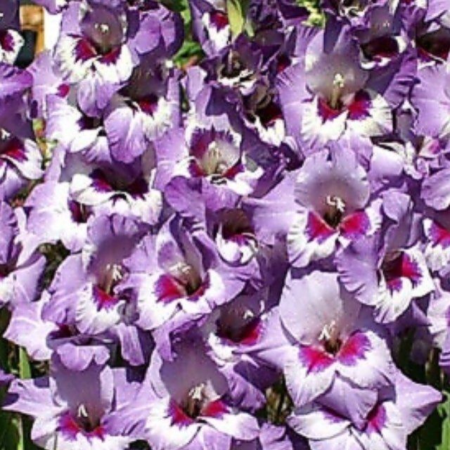 5pc Vista -PASSOS Bulbs | eBay