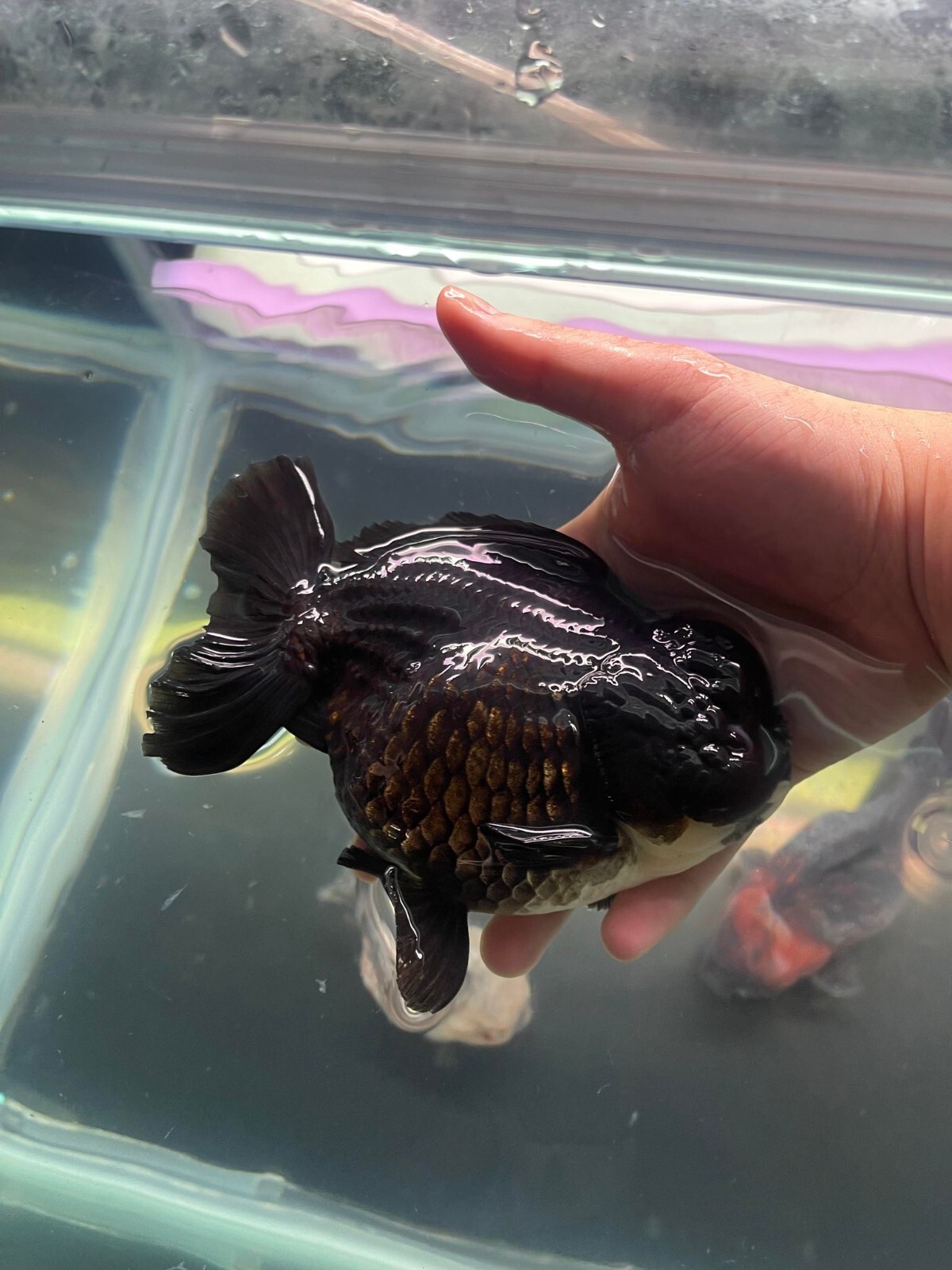 Live goldfish: 6 in Show Grade Shogun Godzilla Black Short Tail Oranda ...