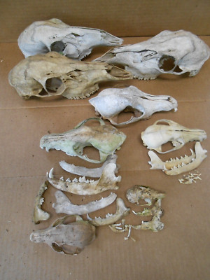 bones taxidermy base materials rondezvous biology science animal skulls ...
