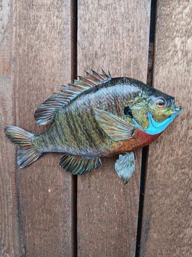 Beautiful New Real Skin Nearly 8 Inch Bluegill Sunfish Taxidermy Fish ...