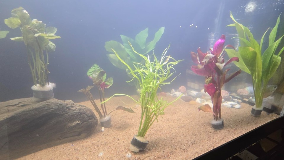 Anubias Java Sword Cryptocoryne Hygrophila Ludwigia Live Aquarium Plants Variety | eBay