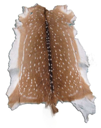 Axis Deer Hide Rug Grade Antelope Rug Axis Deer skin Argentina Axis ...