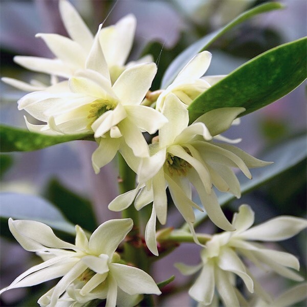 Illicium Verum 20 Seeds, Fragrant Chinese Star Anise Shrub Tree Badian ...
