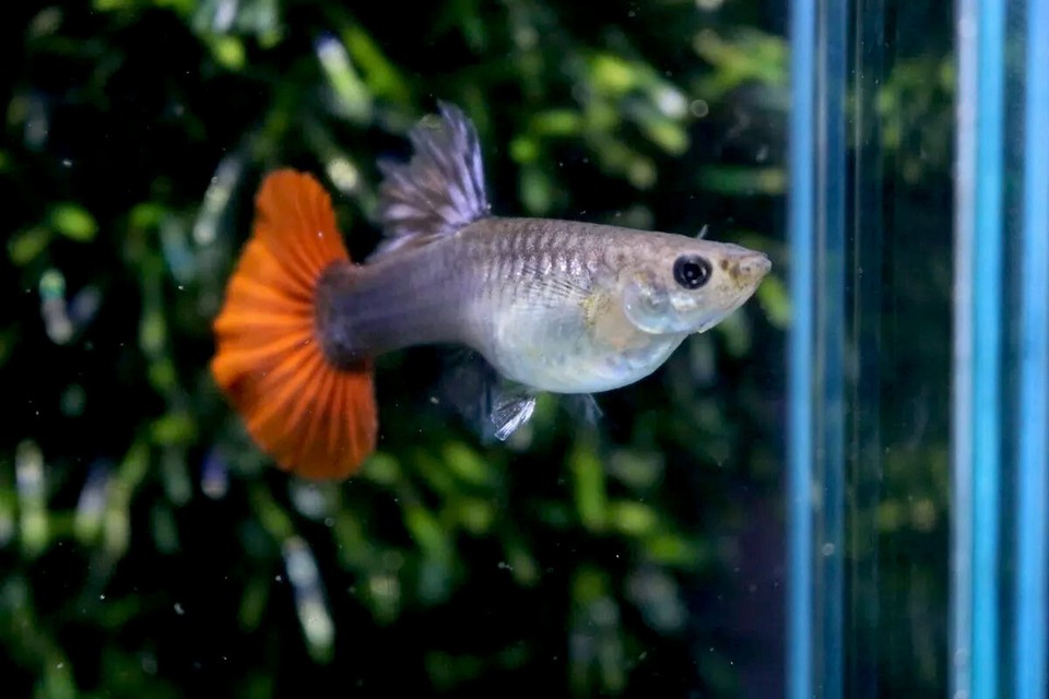 2X - Female- Live Aquarium Guppy Fish High Quality - Flower HB Red Rose ...