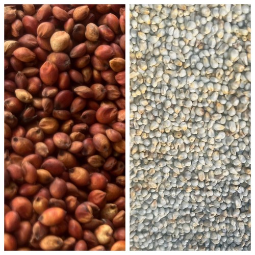 Guinea Corn (Dawa/Okababa), Soya Beans, Millet (Joro), Yellow Corn ...