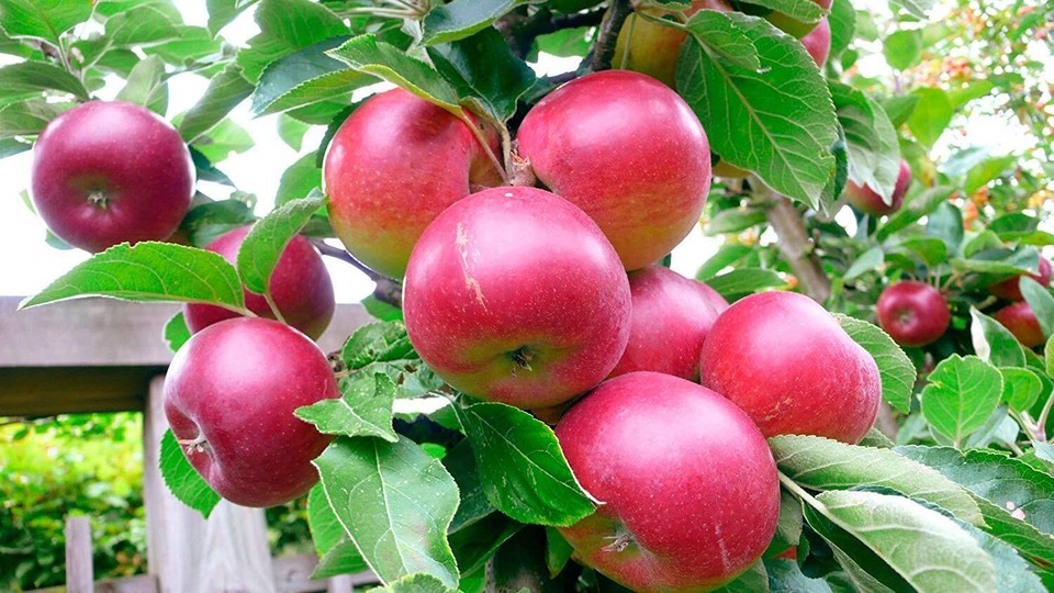 Organic Dried Apples - Non-GMO, Kosher, Raw, Vegan - by Food To Live | eBay