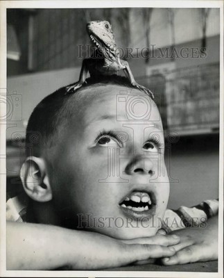1959 Press Photo An iguana lizard crawls on Michael Hughes' head in New ...