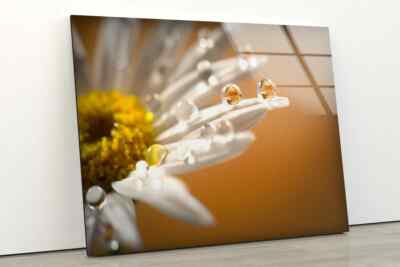 Waterdrops on Daisy Tempered Glass Printing Wall Art Australian Made ...