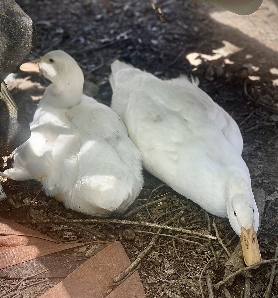 4 Fertile Duck Hatching Eggs Barnyard Mix | eBay