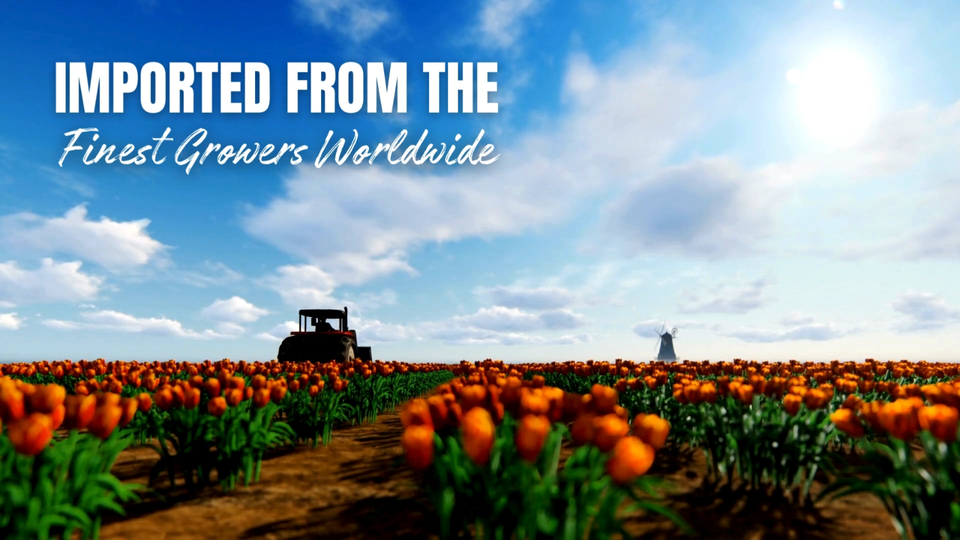 Garden State Bulb Escape Calla Lily Flower Bulbs, Black, 14/16cm ...