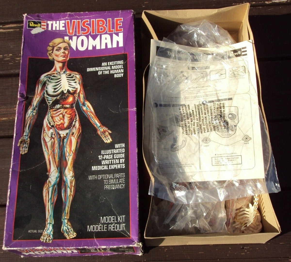 Visible Woman Anatomy Visible Man And Visible Woman Model Kits