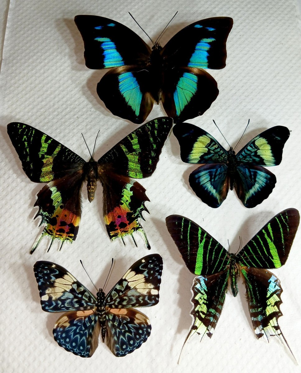 Images Of Different Butterflies New! Be The Change Inspirational
