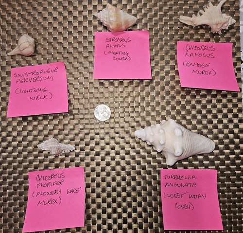 Lot of (5) Fancy Sea Shells-Ramose, Lace Murex-Fighting Conch-Lightning ...