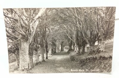 Beech Walk Nr Honiton Devon Vintage RP Postcard | eBay UK