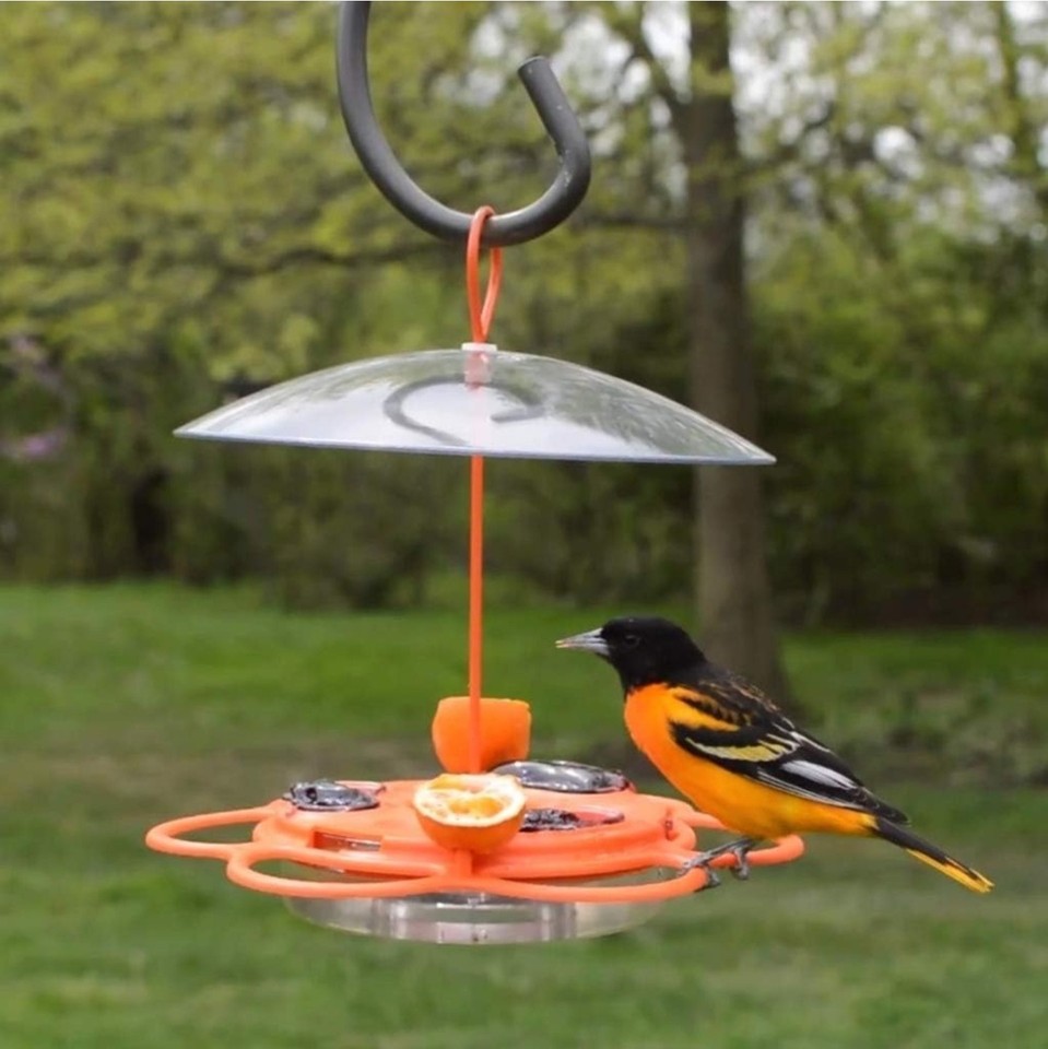 Nature'S Way OFP1 All-In-One Oriole Buffet Bird Feeder, Orange ...