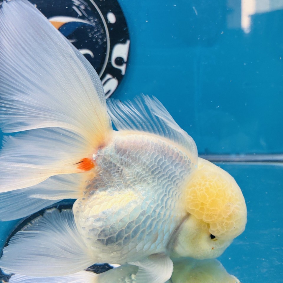 Thai oranda goldfish Wite and Red Tropical fish ( M Pack 1) Size 5 ...