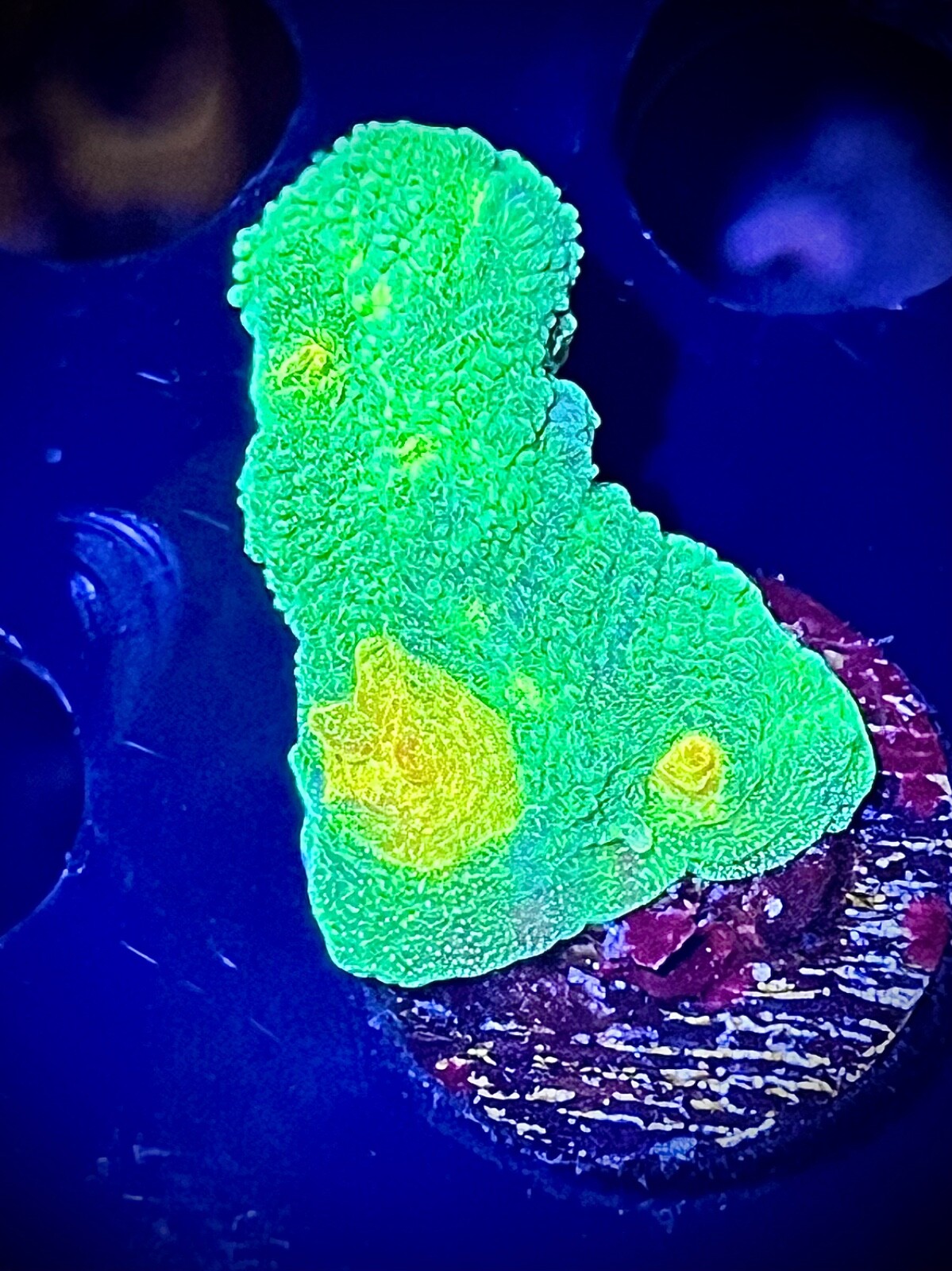 Space invader pectinia 1 inch + Coral King Wysiwyg live coral frag | eBay