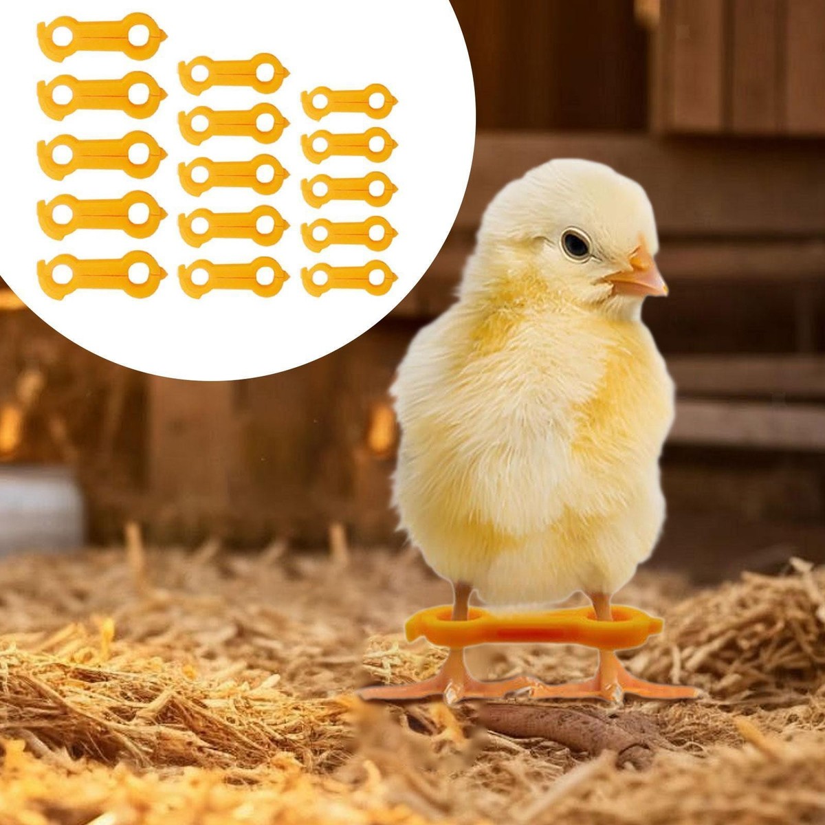 Braces Bands Yiqianhome 15pcs Baby Chicken Parrot Splay Leg Hobbles ...