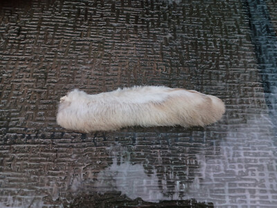 Genuine "Lucky" Rabbits Leg | eBay