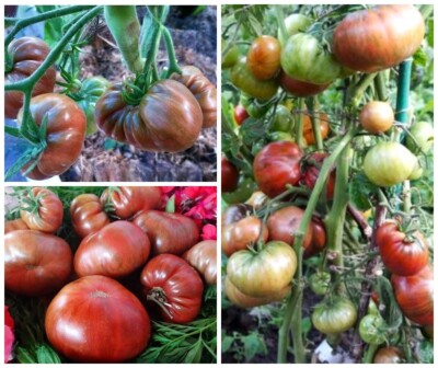 Томат Гном Аделаида Фестиваль Dwarf Adelaide Festival семена Tomate ...