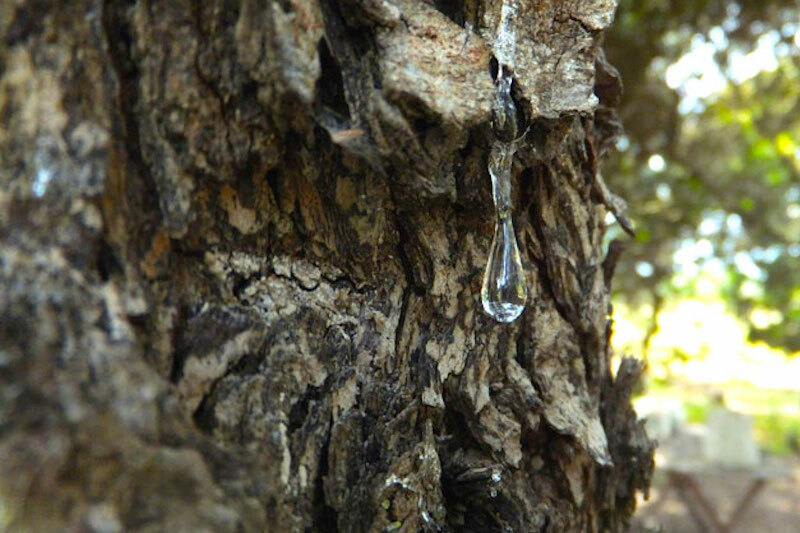 NATURAL CHIOS MASTIC BULK POWDER GUM 10g - 450g GREEK MASTIXA MASTICA ...