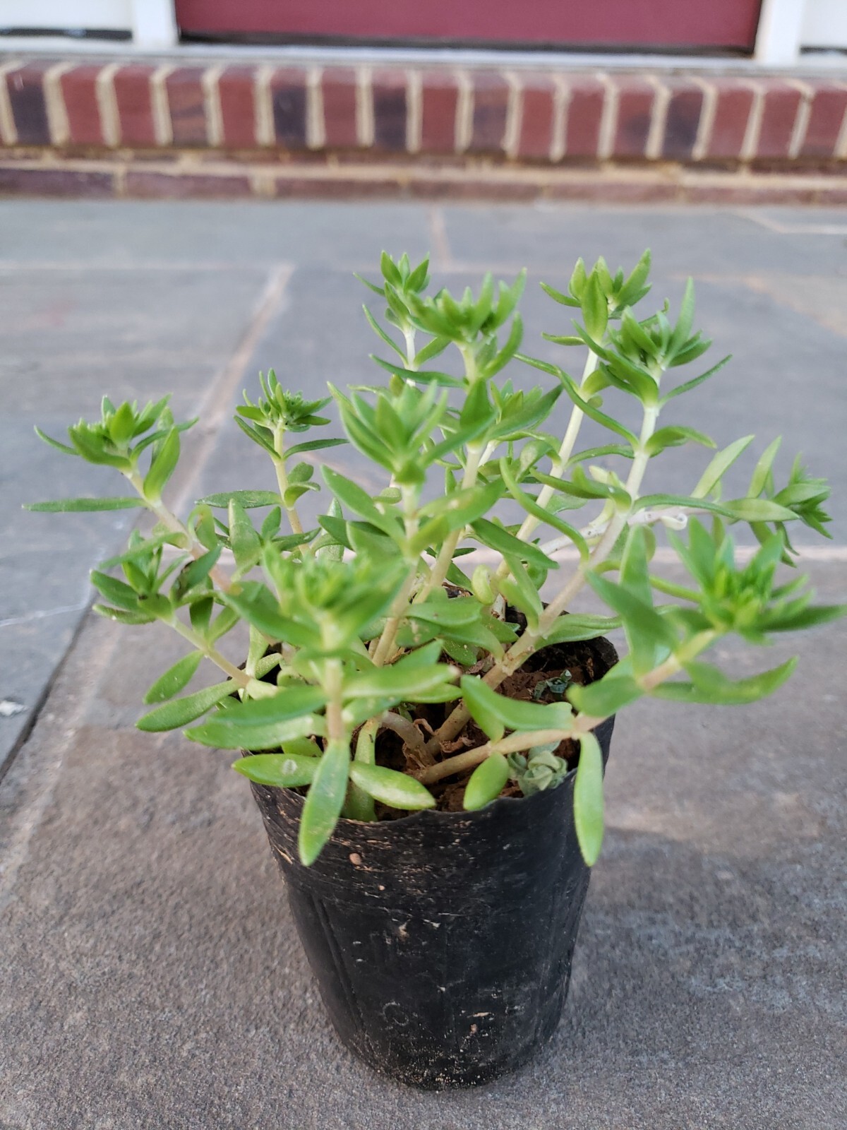 垂盆草 Sedum Sarmentosum Stonecrop Perennial Plant in 2.5" pot Edible ...