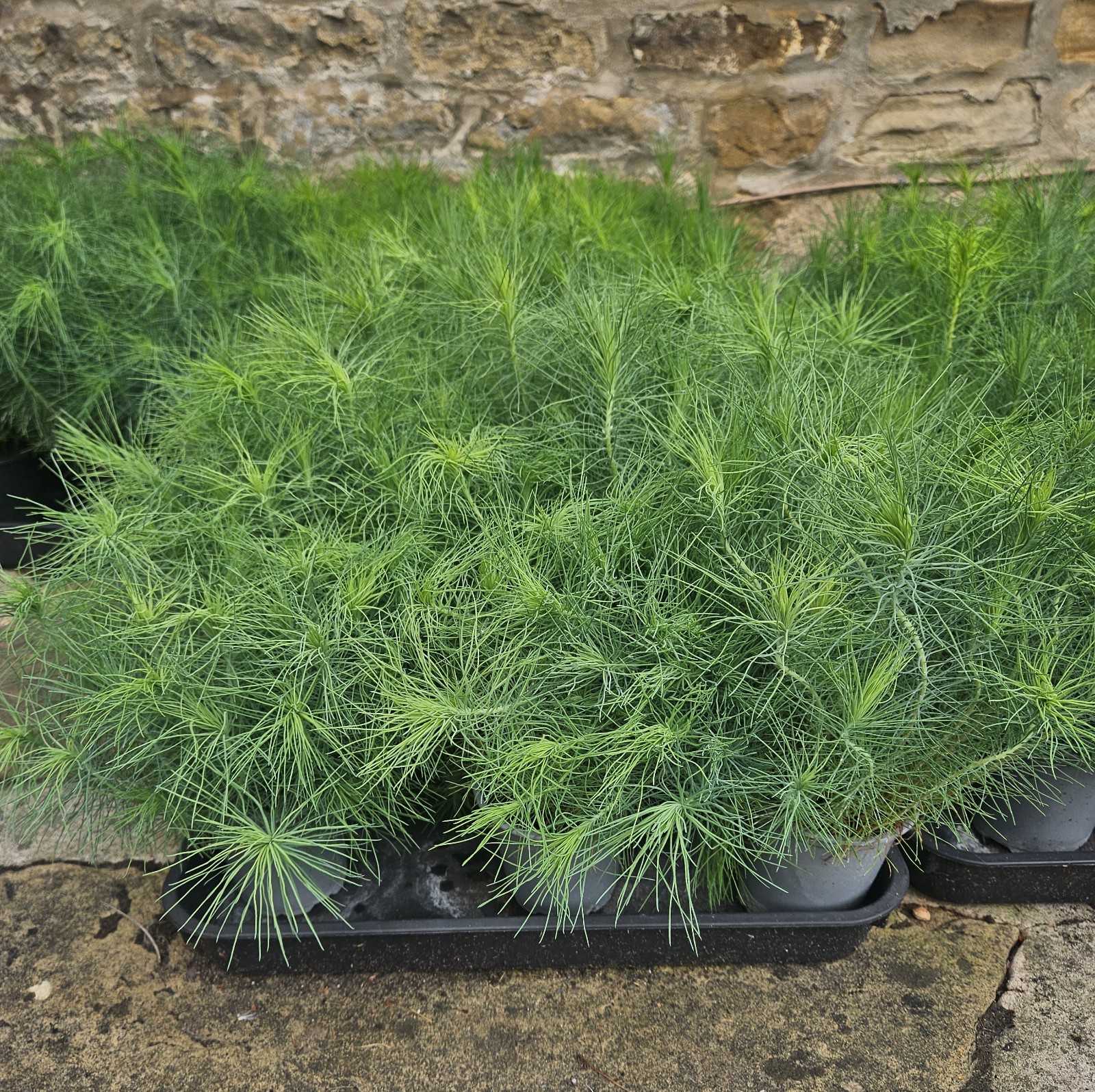 20 Hazelnut Pine (Pinus Oocarpa) Seedlings 5 Inches Tall | eBay UK