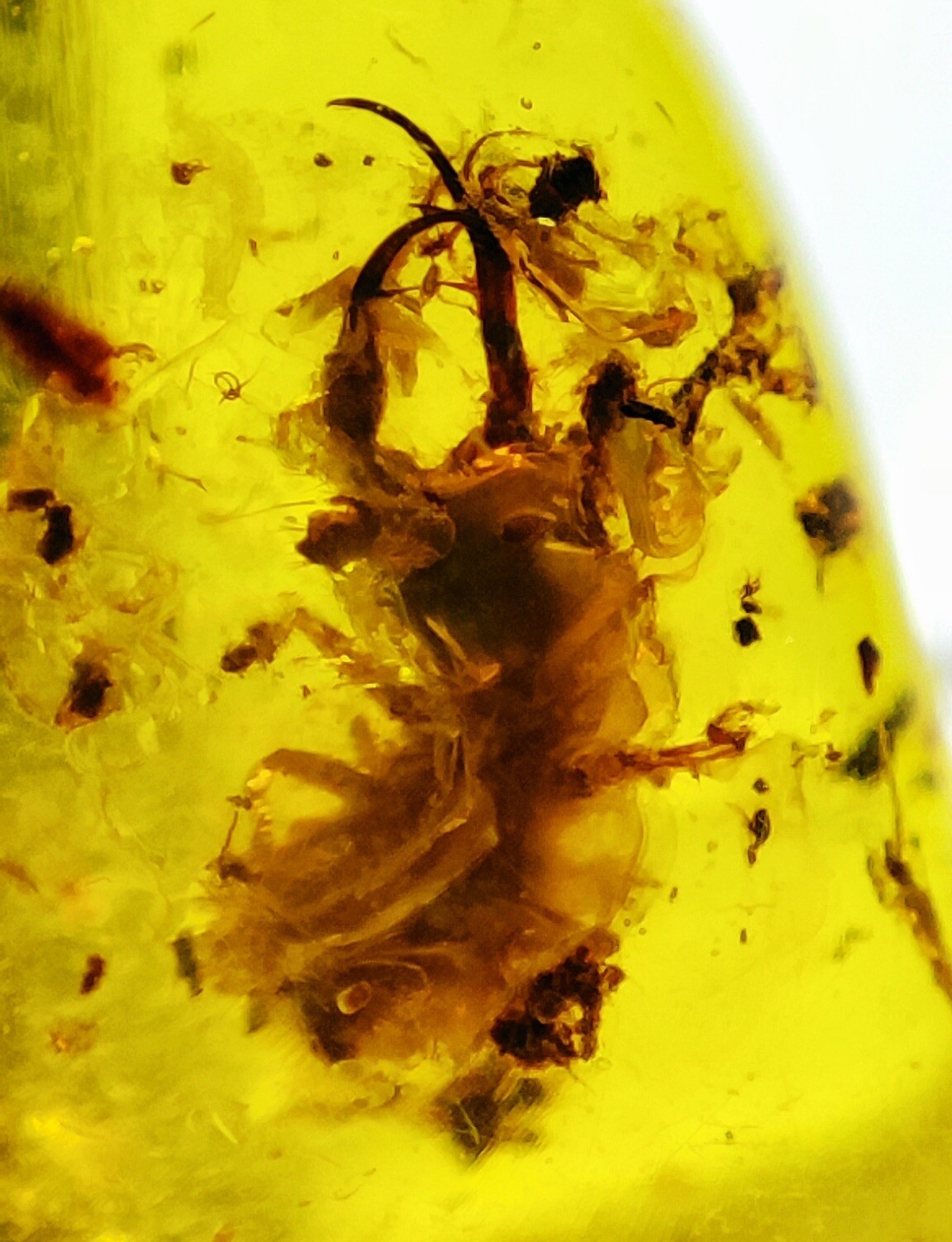 Fossil amber Insect Burmese burmite Cretaceous Fly Larva insect Myanmar ...