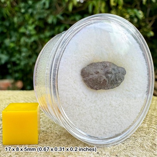 Fossil folkestone crab, gault clay, cretaceous, kent, uk | eBay