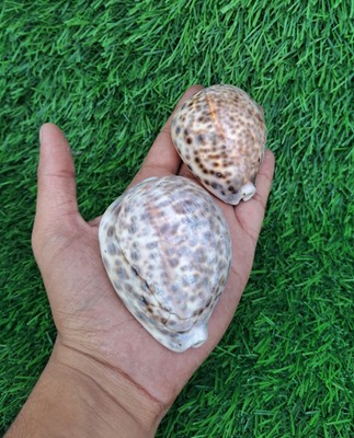 Cypraea Tigris Tiger Cowrie Seashell Snail CollectionX2pc | eBay