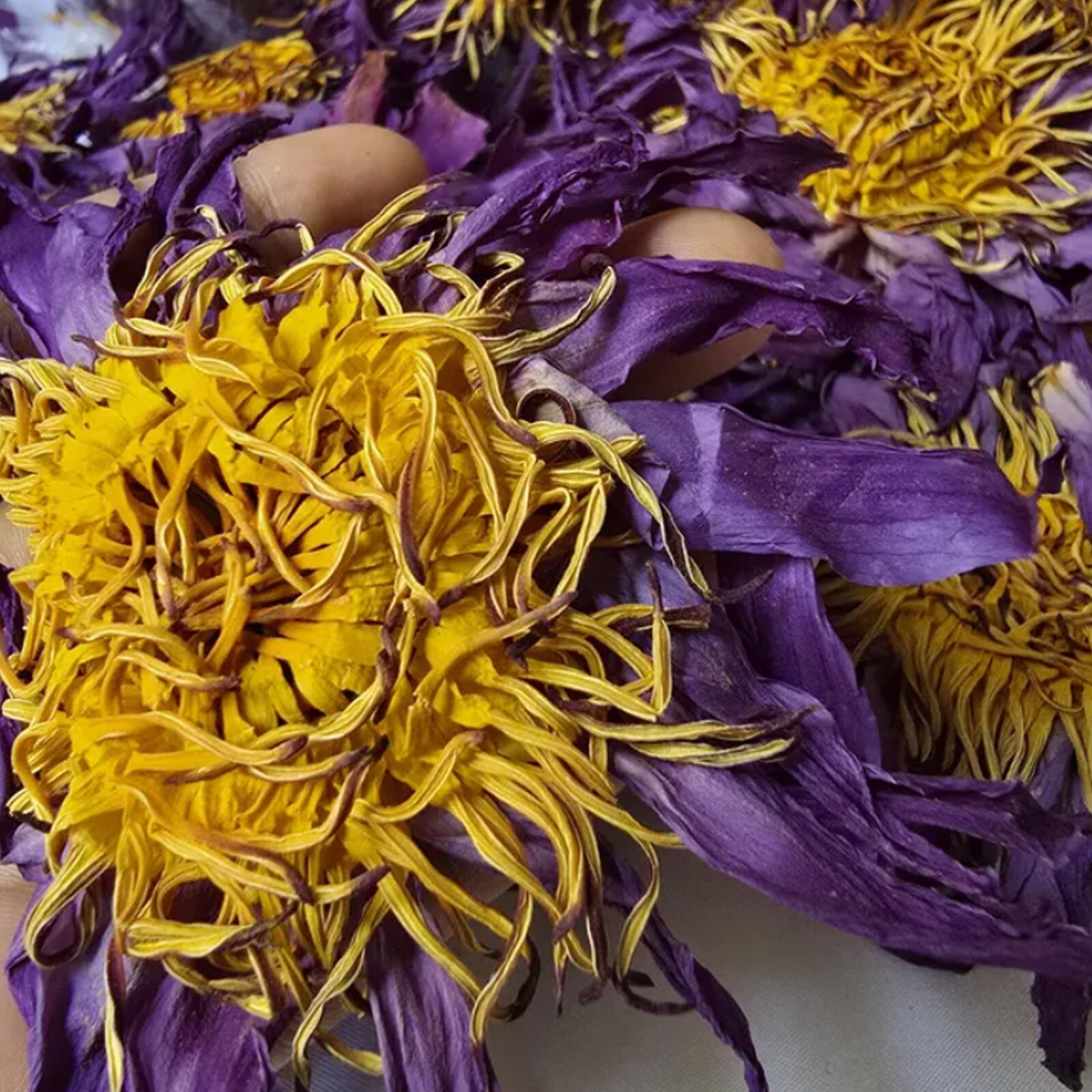 blue lotus,blue lotus flower,blue lotus tea,dream tea,egyptian blue ...