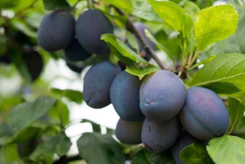 European Freestone Dark Blue Purple Plum Cuttings 2 PCS PRUNE PLUMS! | eBay
