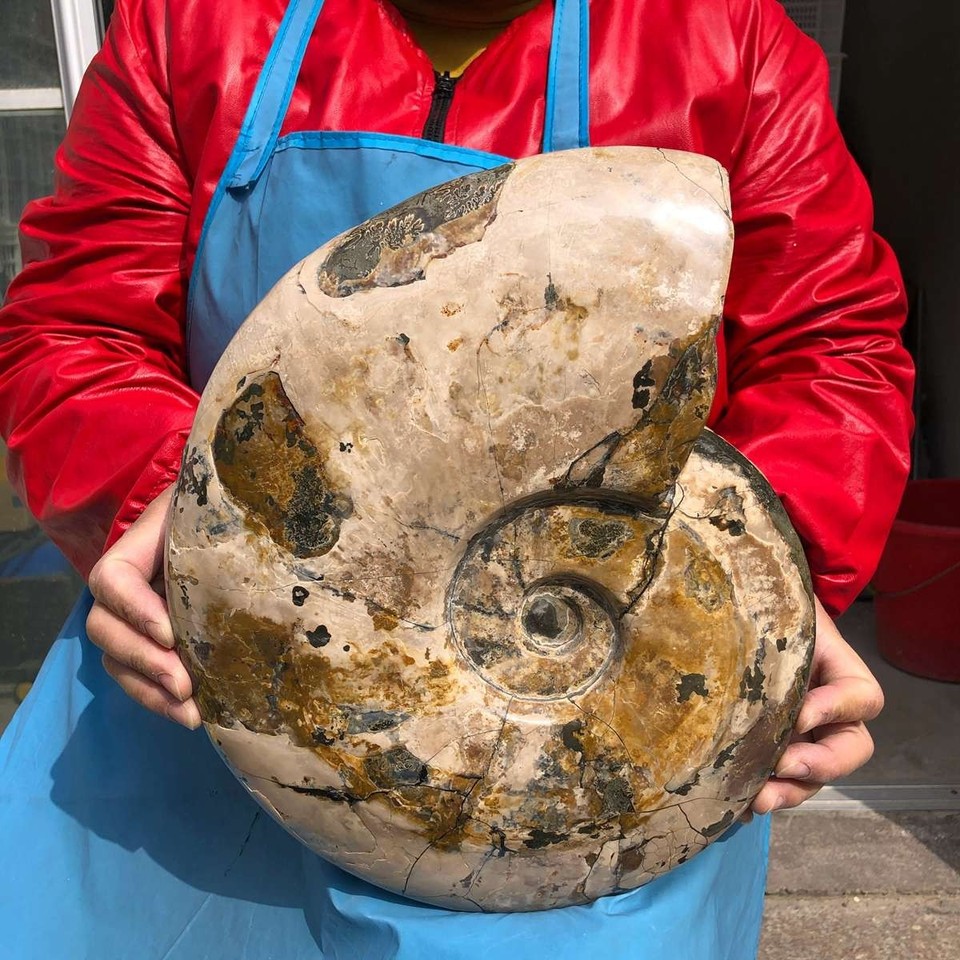 12.98LB Natural Ammonite Fossil Polished Specimen Reiki Healing ...