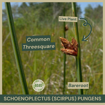 Schoenoplectus (Scirpus) pungens | Common Threesquare | Bareroot | Live ...