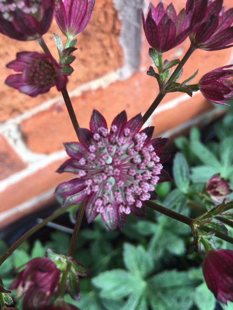 20 X SEEDS ASTRANTIA RUBY WEDDING MASTERWORT PERENNIAL | eBay UK