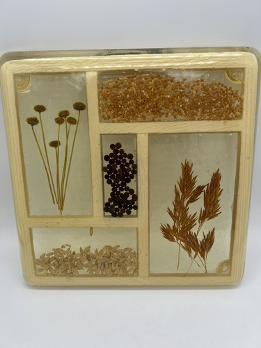 Vtg Colorflo Acrylic Trivet Wall Art Framed Pressed Flower Seeds Nature ...
