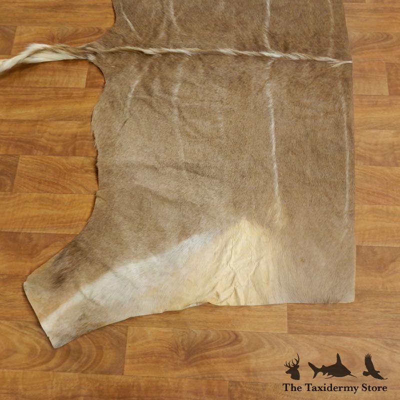 #17456 E | Greater Kudu Hide Taxidermy Mount - Skin | eBay