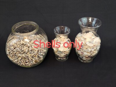 Huge Lot Of Sea Shells 8 lbs. (Containers Not Included) | eBay